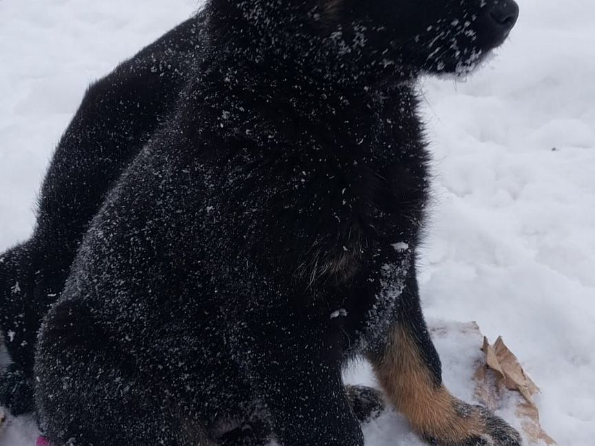 Собака в добрые руки отдам бесплатно