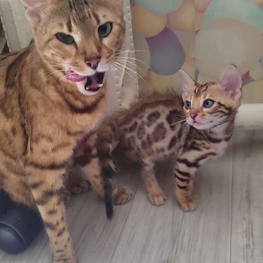 Бенгальские котята