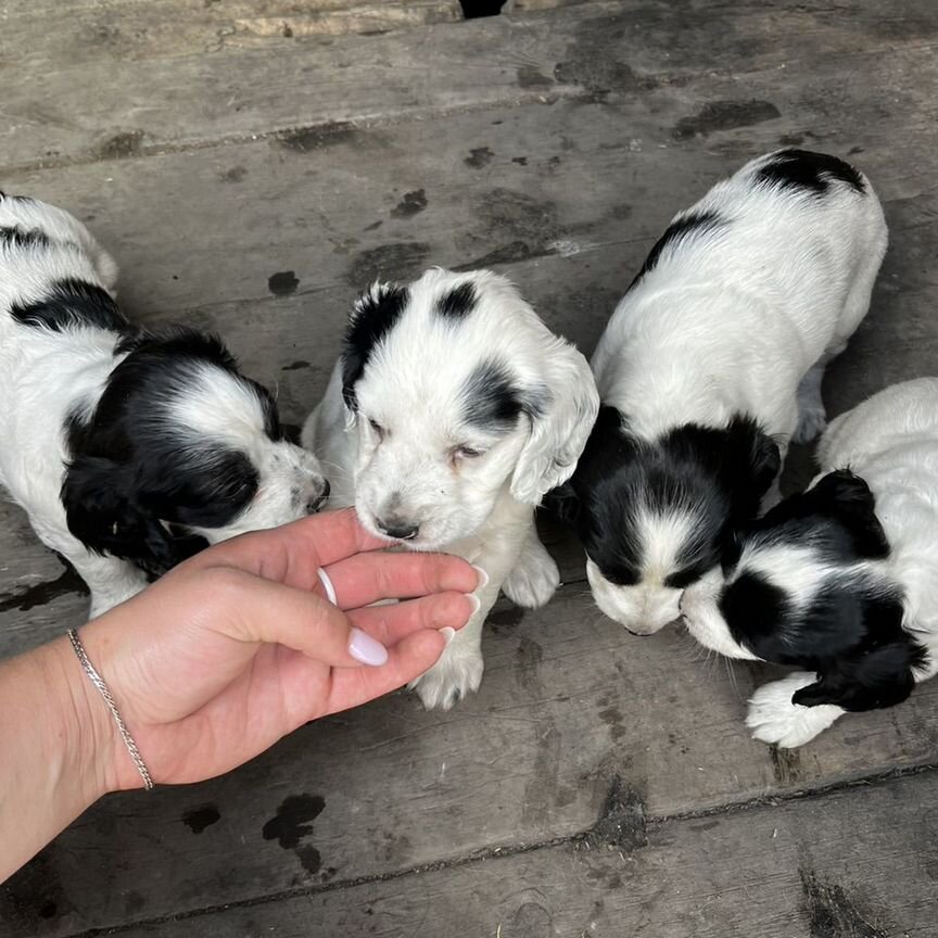 Русский охотничий спаниель щенки