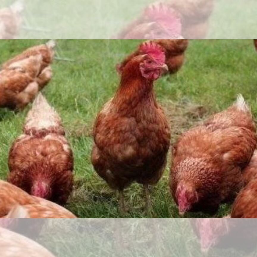 Несушки Кубанская Ломан Браун 11 мес достав беспл