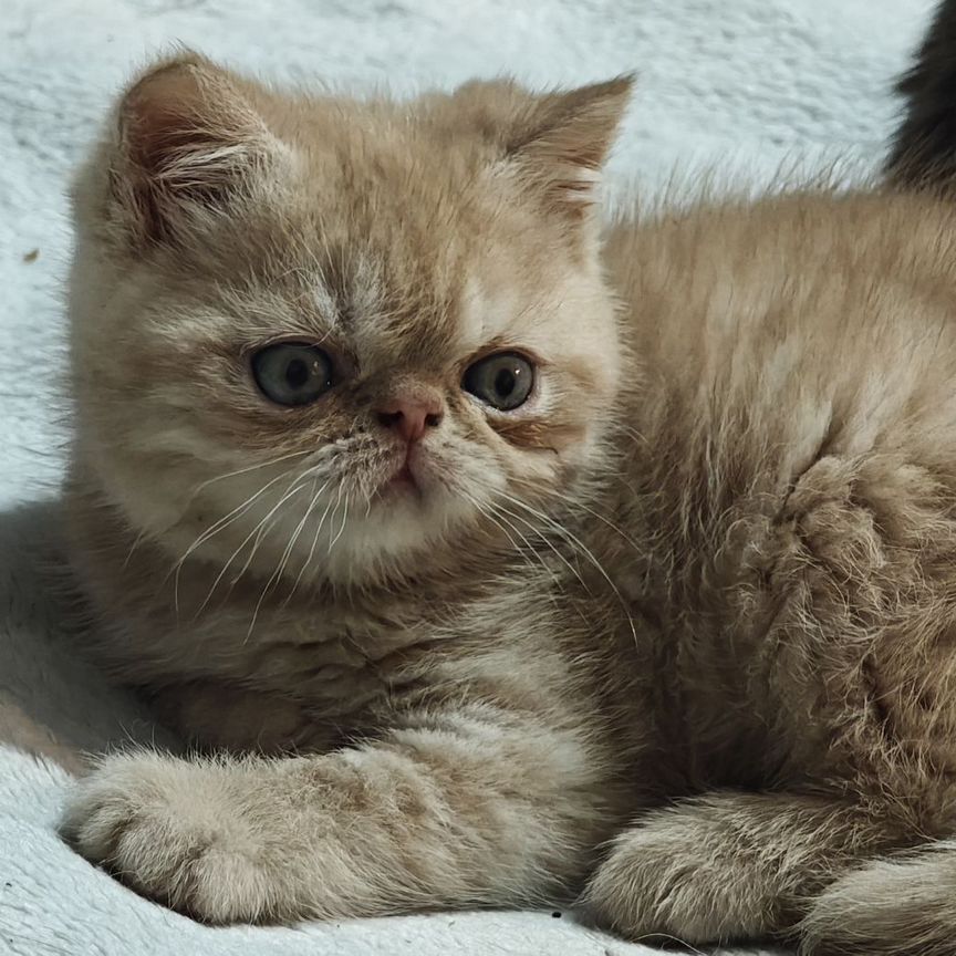 Экзотический короткошёрстный котёнок