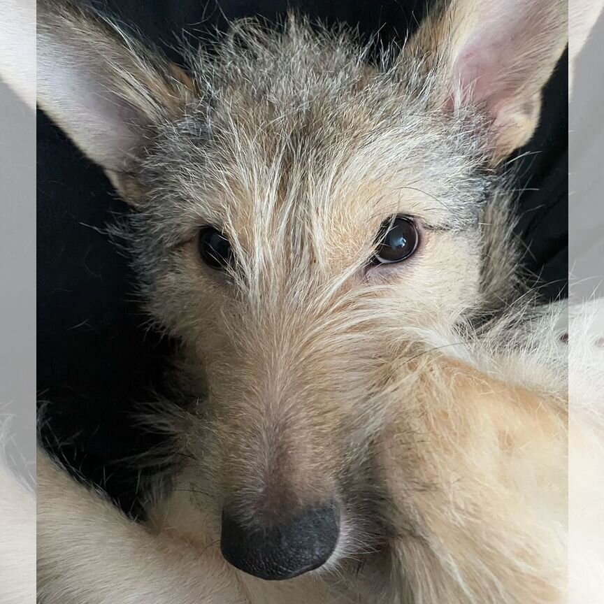 Щенок в добрые руки