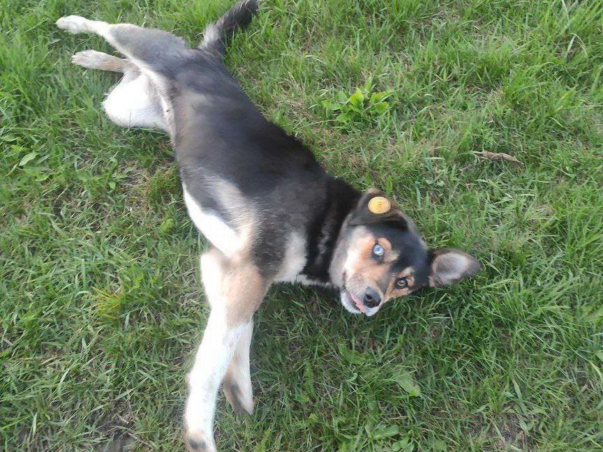 Девочка с разноцветными глазками ищет домик