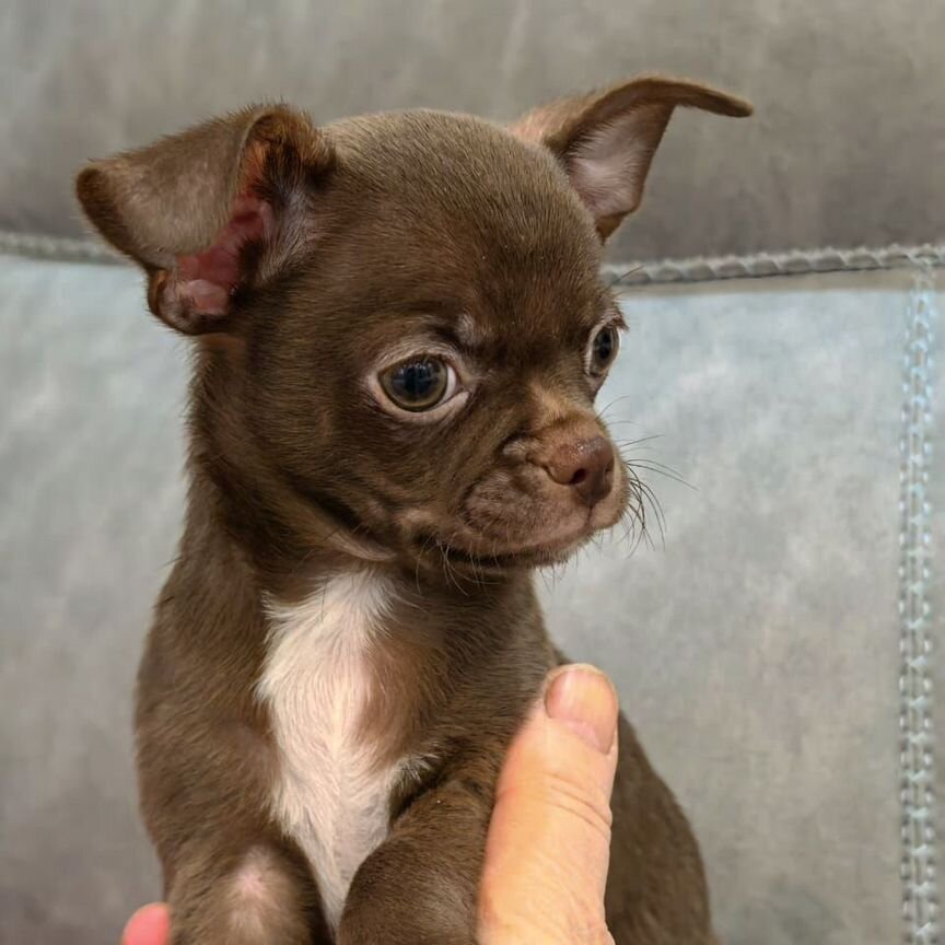 Щенки чихуахуа