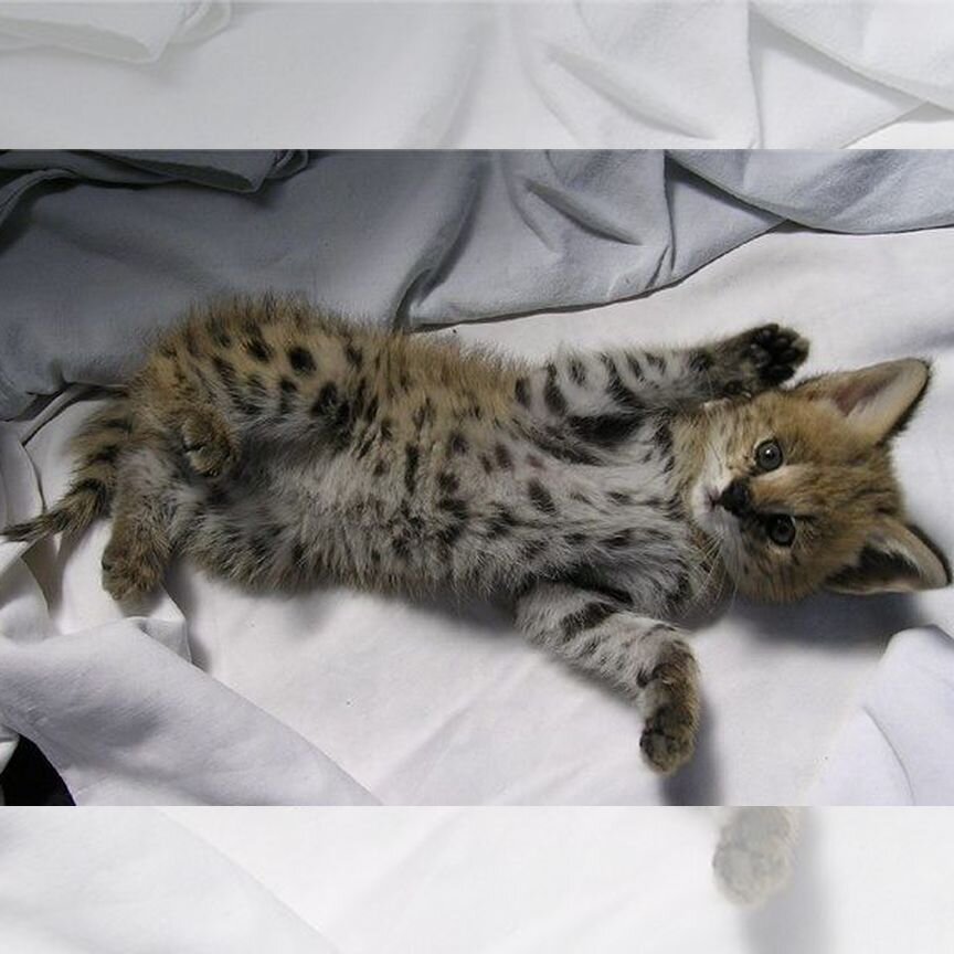 Саванна котёнок