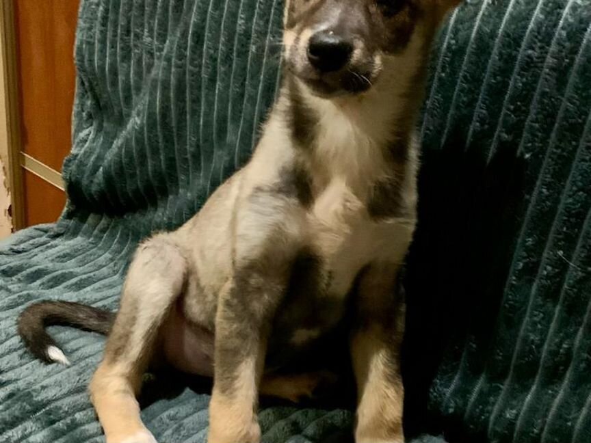 Щенок с разными ушками