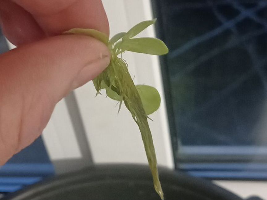 Аквариумные растения