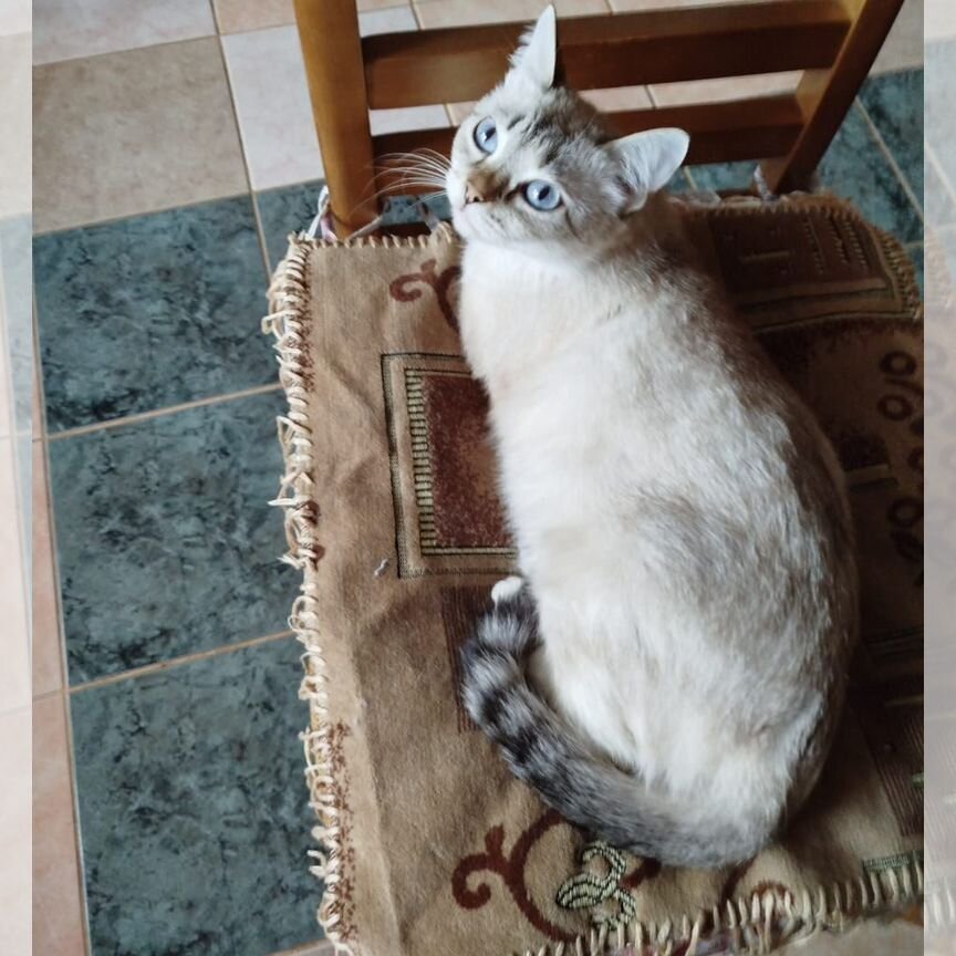 Котики бесплатно