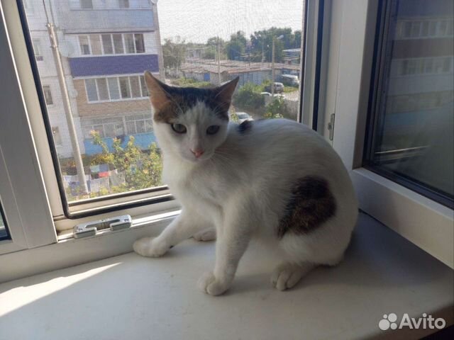 Японский бобтейл