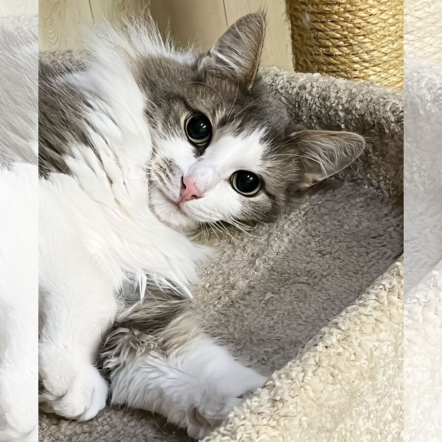 Взрослая, кошка в добрые руки