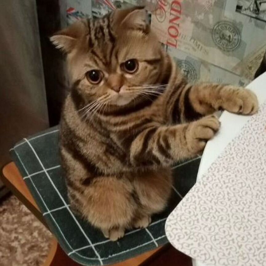 Кошечка шотланская