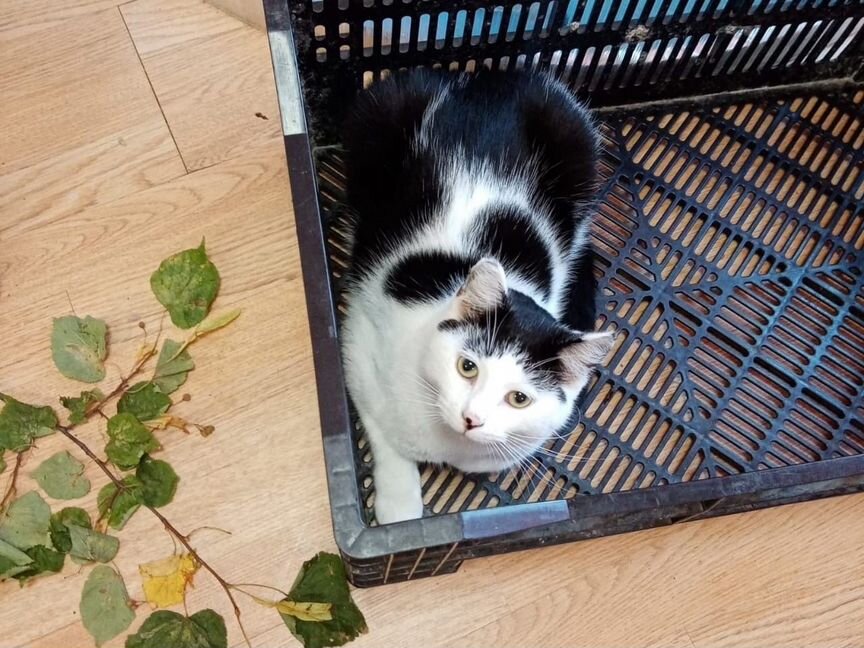 Котик 10месяцев