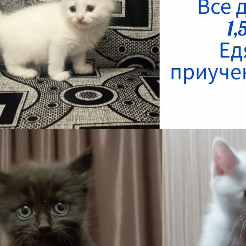 Отдам в добрые руки