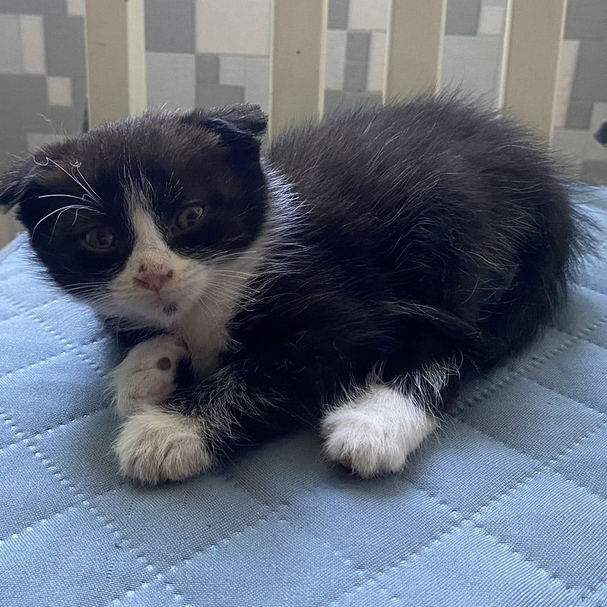 Шотландские вислоухие котята