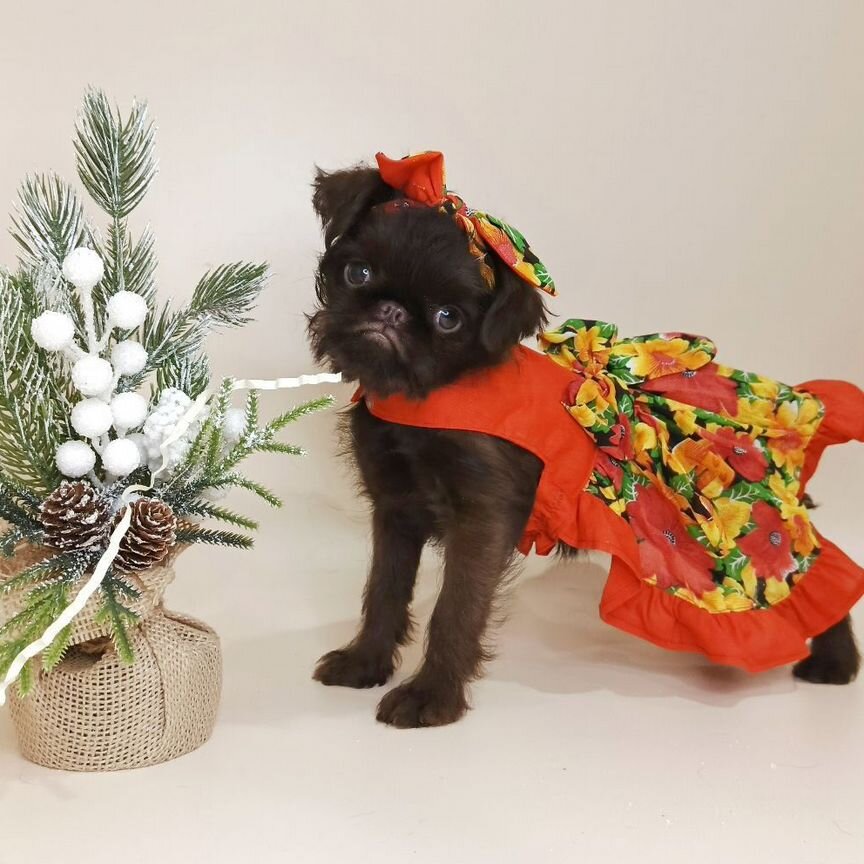 Гриффоны шоколадного окраса. скор