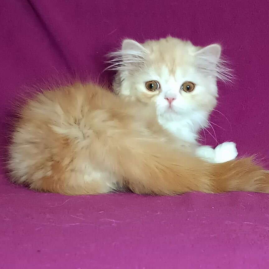 Шотландский котенок хайленд страйт