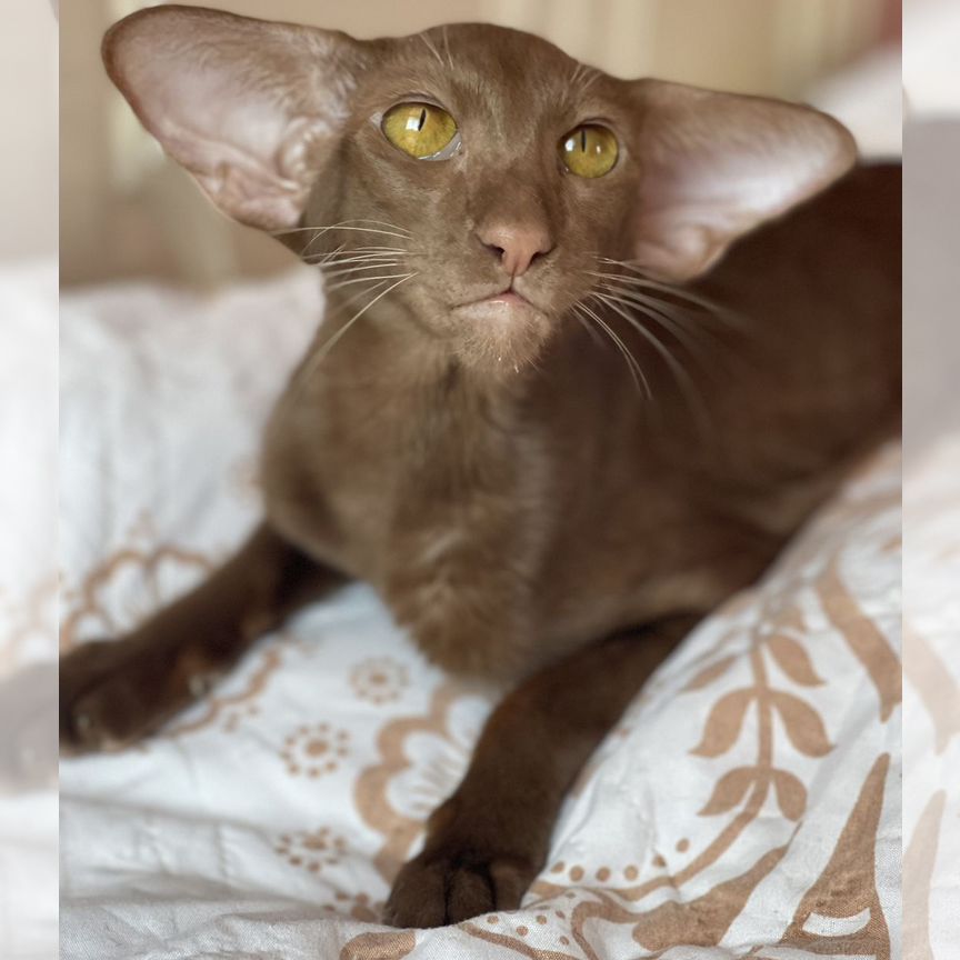 Ориентальная, взрослая кошка