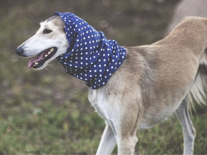 Снуд, шапка для ушей салюки и афгана