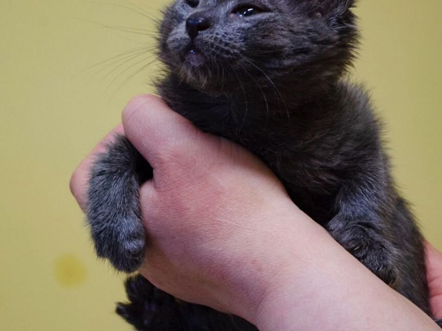 Котятки