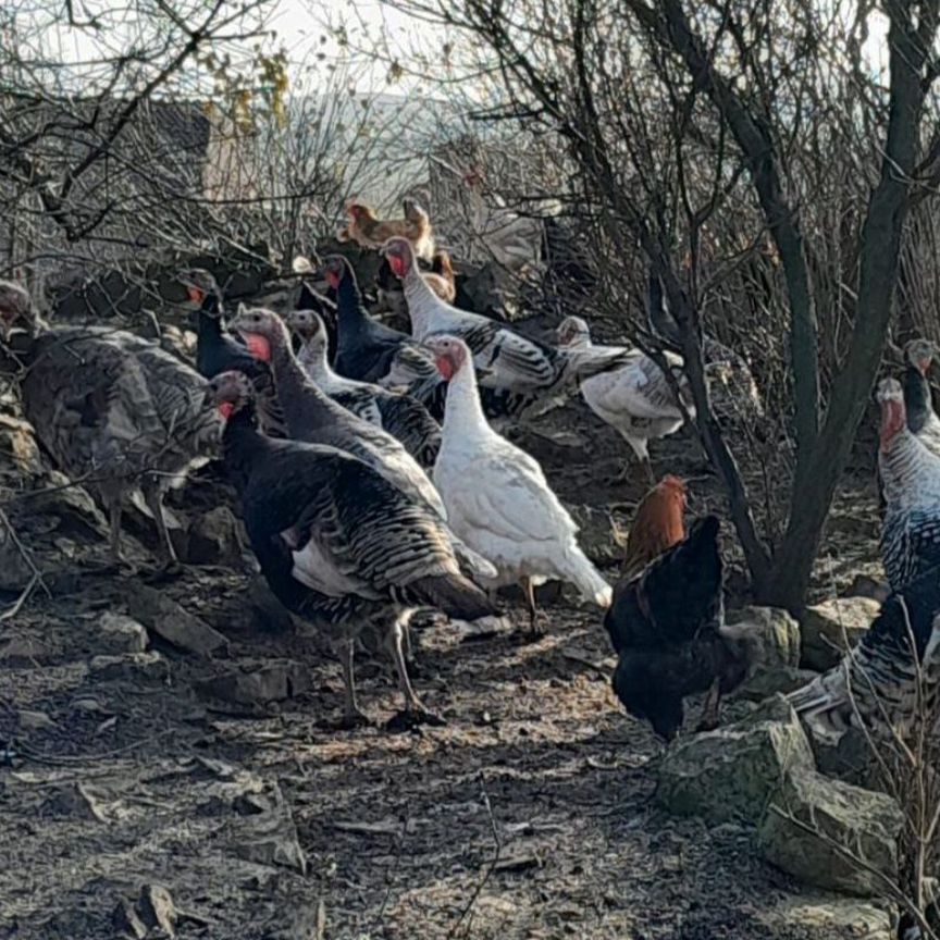 Индюки.Утки