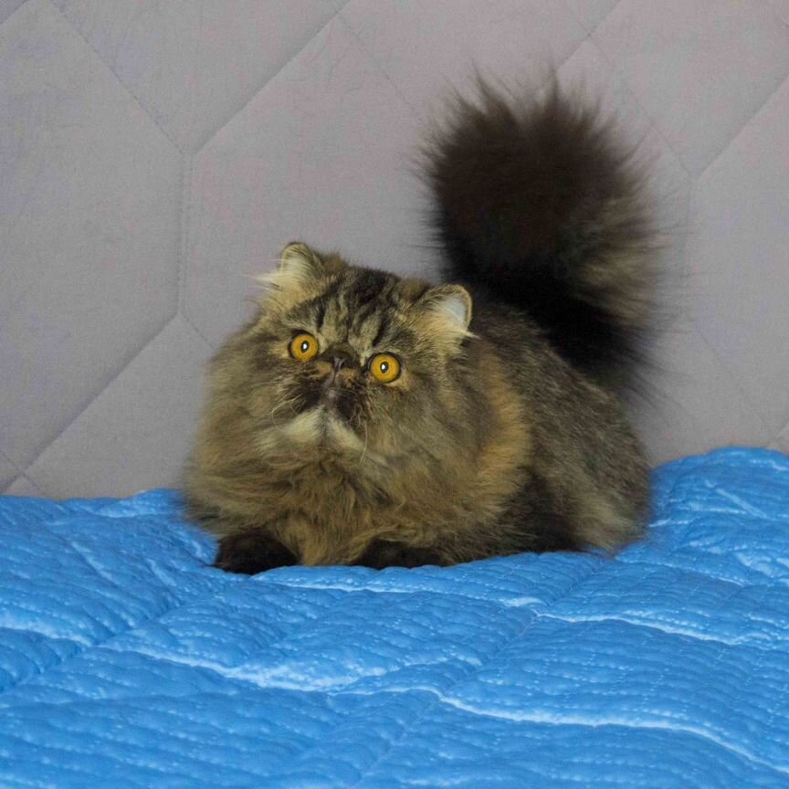 Шикарный Персидский мальчик