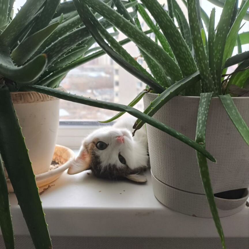 Котенок 5 месяцев в добрые ручки