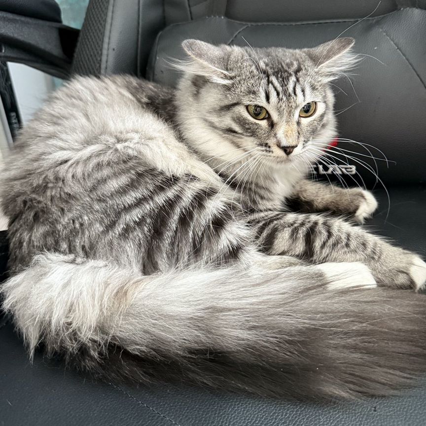 Взрослый кот в добрые руки