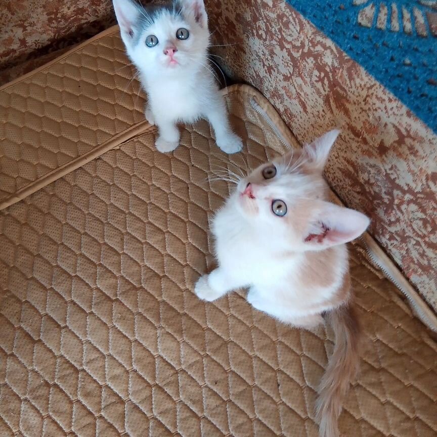 Отдам котят безплатно