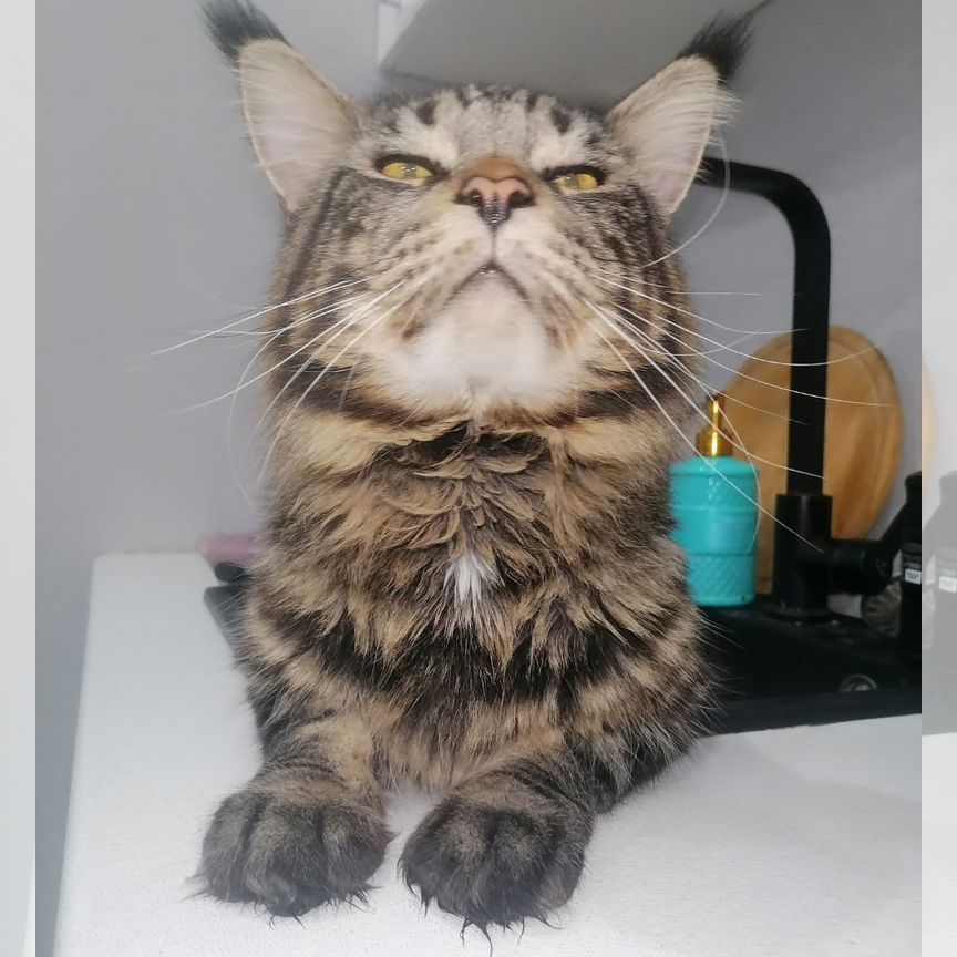 Менй кун (кот) вязка