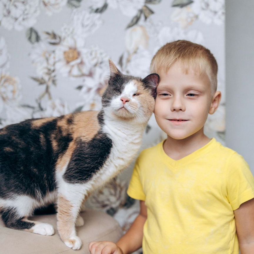 Диана - особенная кошка в дар