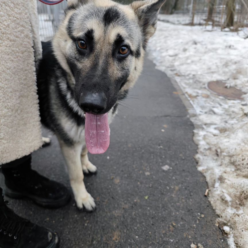 Восточно-европейская овчарка