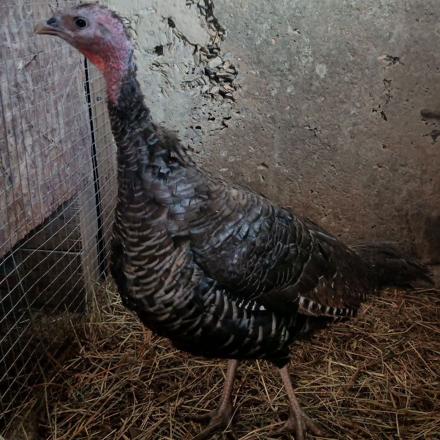 Индюшки и индюк