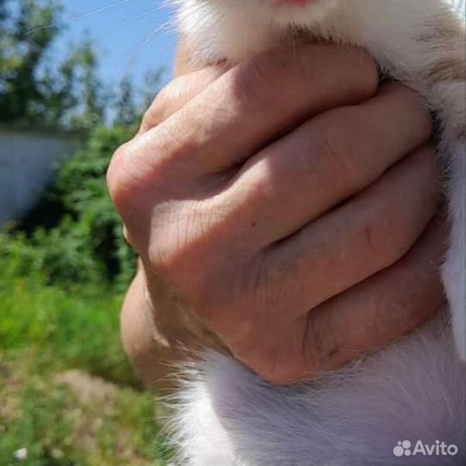 Котенок девочка персикового цвета в добрые ручки
