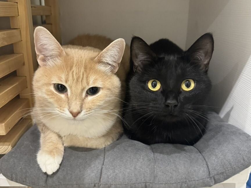 Ищу заботливую семью для кота