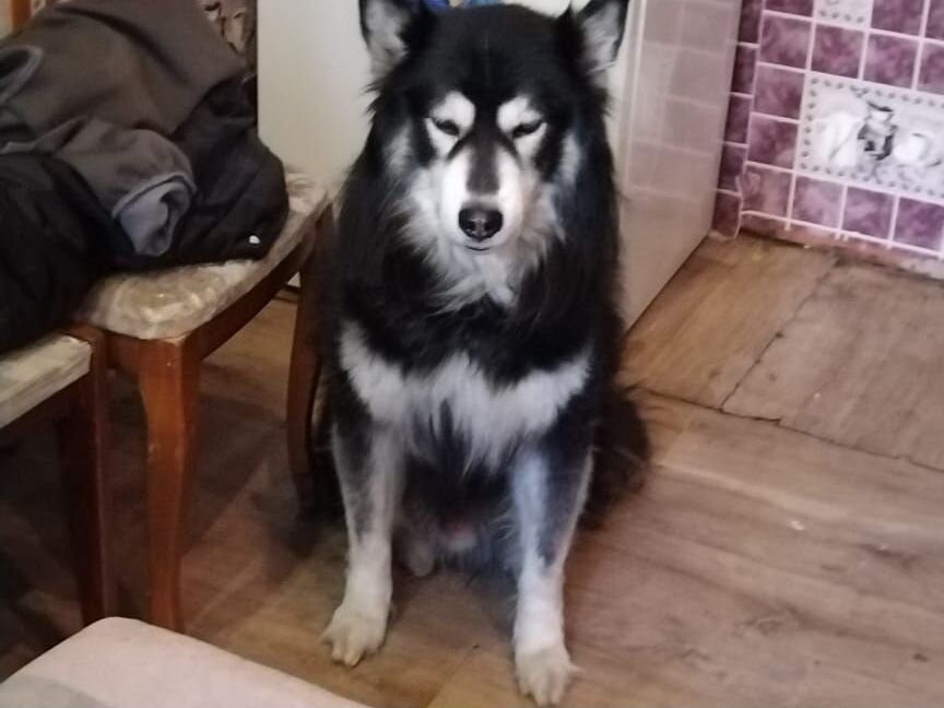 Свести собаку, ищем девочку для пса