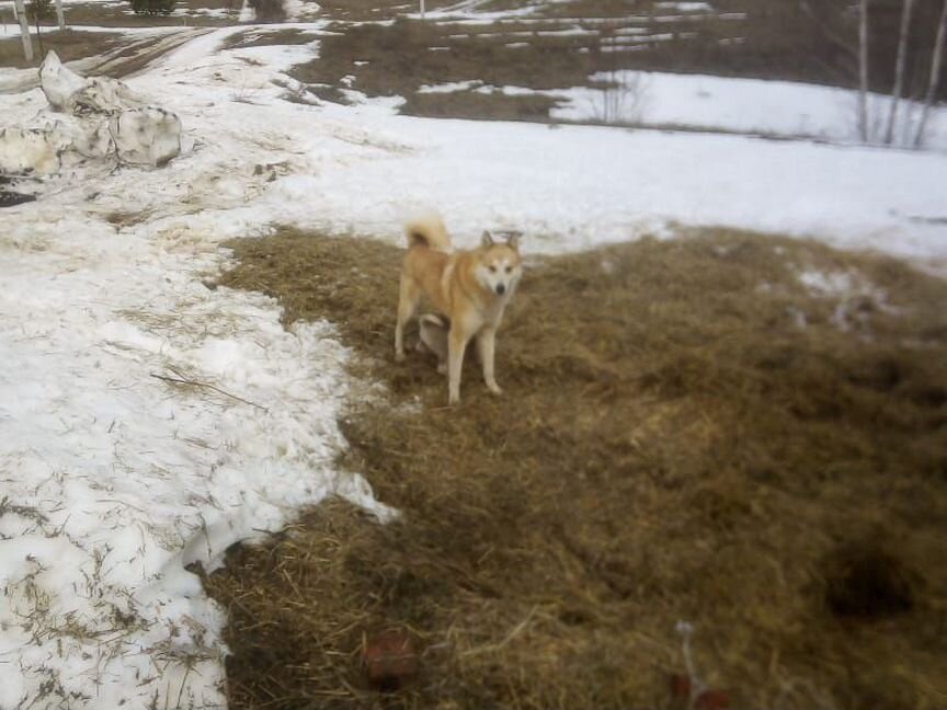 Восточно сибирская лайка