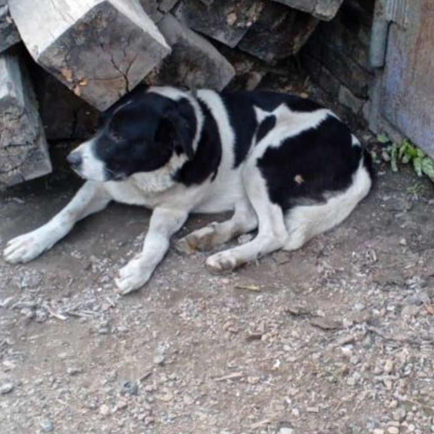 Песику нужна помощь