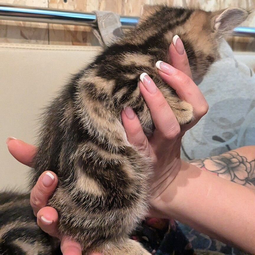 Шотландский прямоухий короткошёрстный котёнок