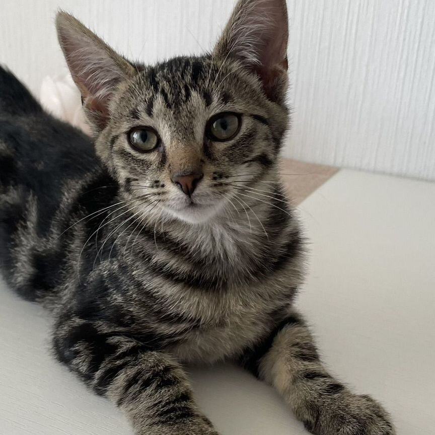 Мраморный котенок