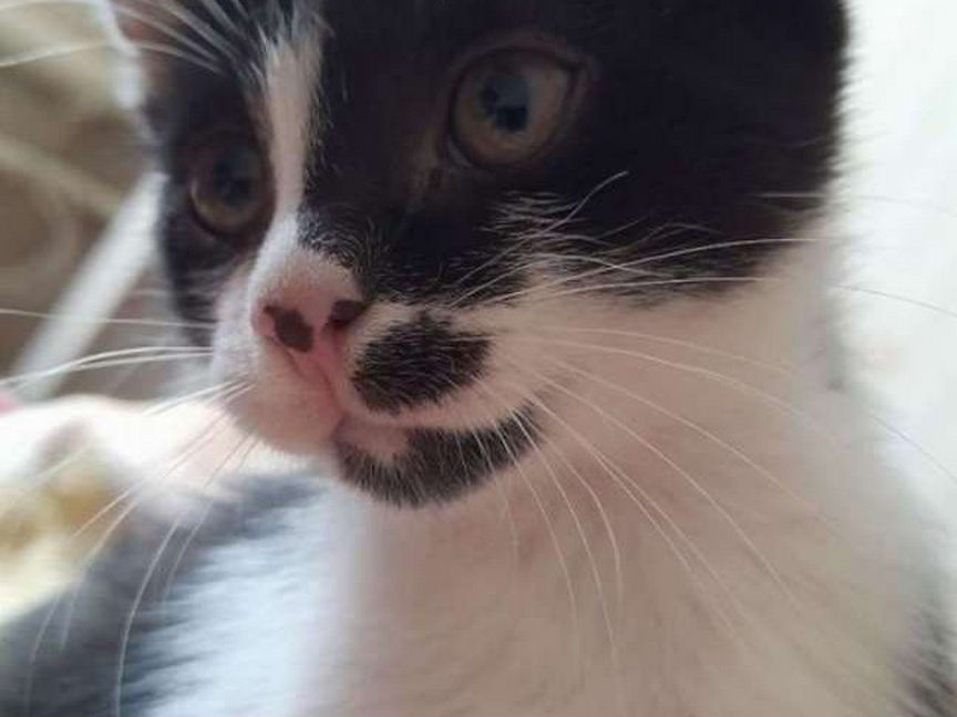 Кот шотландец прямоухий