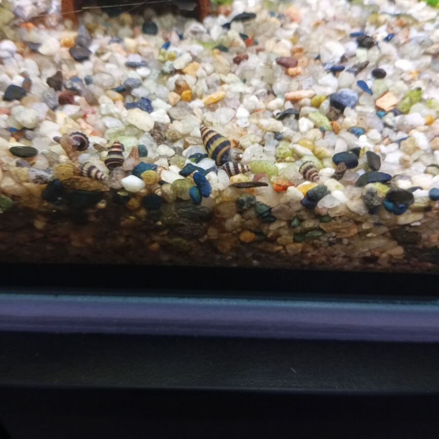 Улитка хелена