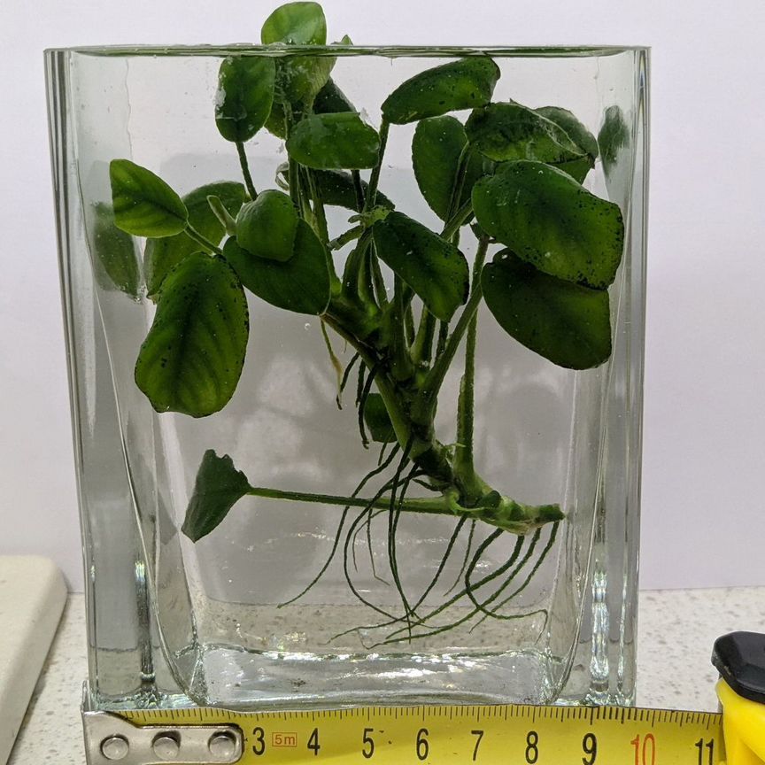 Растение аквариумное Анубиас нана