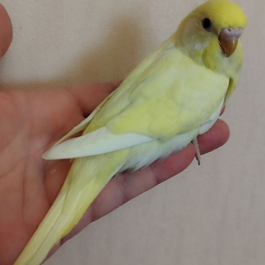 Волнистые попугаи ручные птенцы и подростки