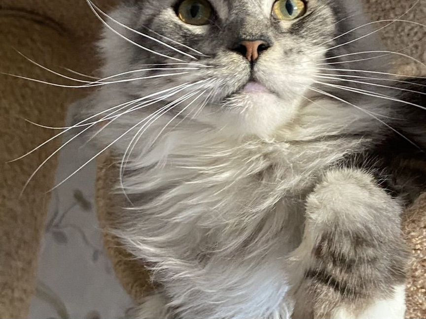 Шикарная девица