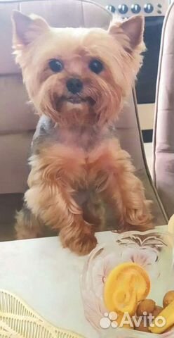 Йоркширский терьер 7 лет девочка