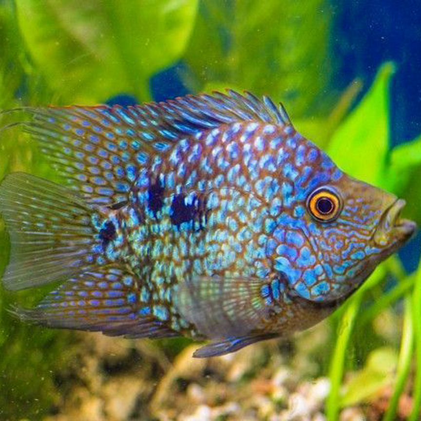 Цихлазома бриллиантовая баллон