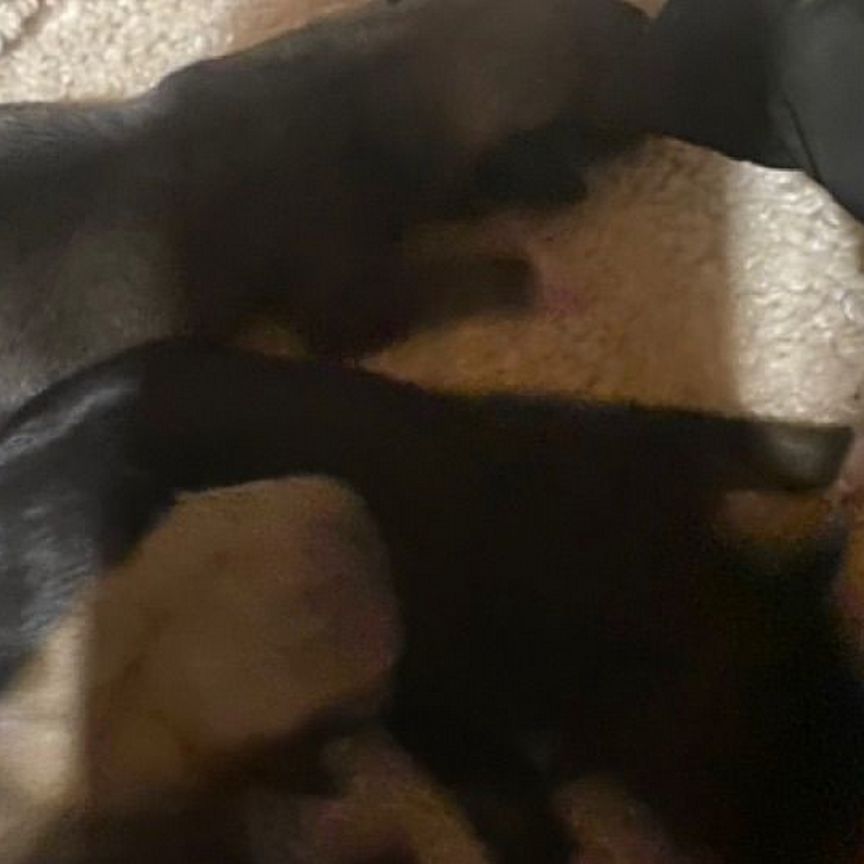 Той-терьер щенки