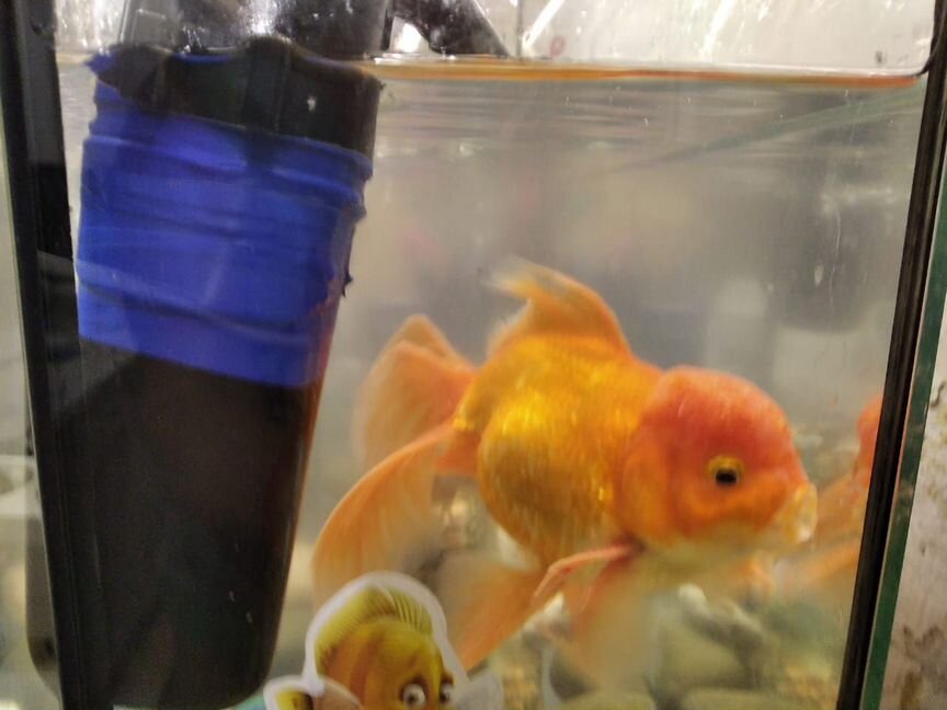 Аквариумные рыбы