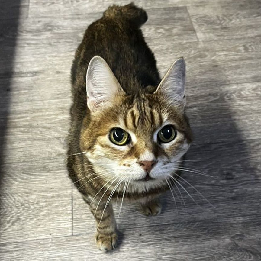 Курильский бобтейл короткошёрстный, взрослый кот