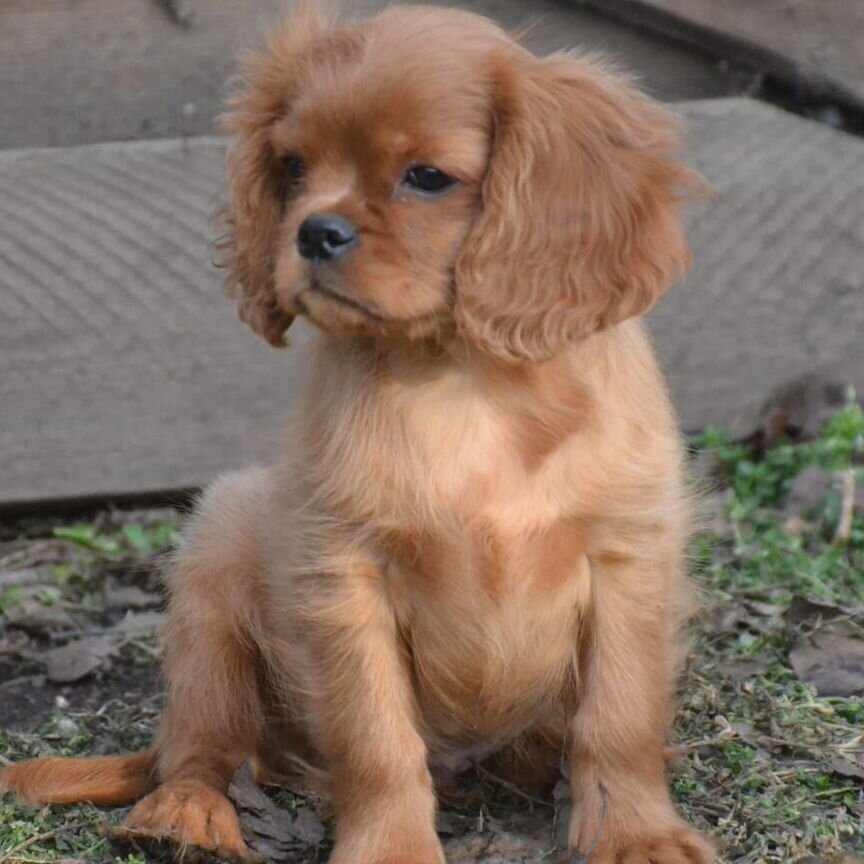 Кавалер кинг-чарльз-спаниель, щенок